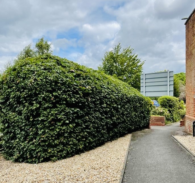 Hedge Trimming - Pod Landscapes
